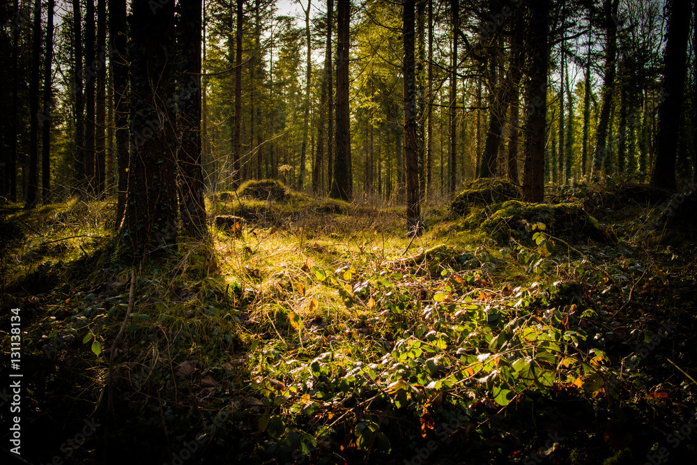 Auwald im Rheintal Stock-Foto | Adobe Stock