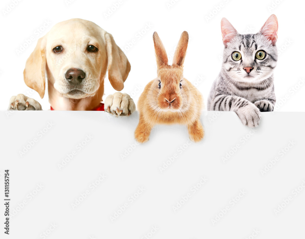 Cute friendly pets on white background Stock Photo | Adobe Stock