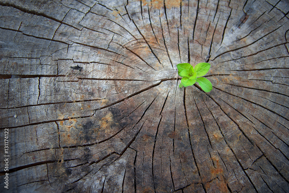 Ecology concept. Rising sprout of old wood and symbolizes the struggle ...