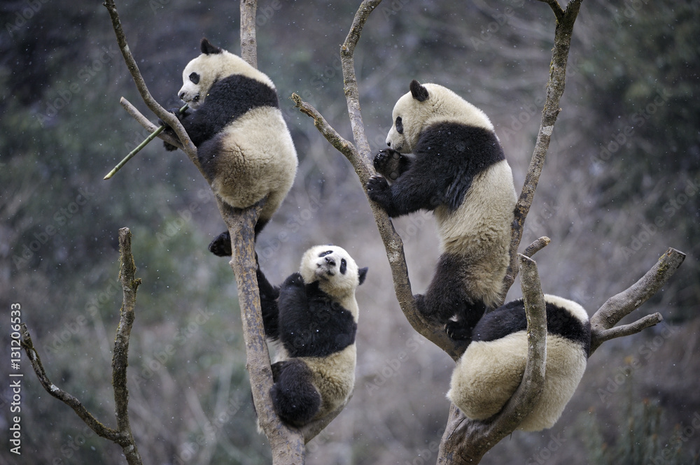 Four subadult Giant pandas (Ailuropoda melanoleuca) climbing in tree ...