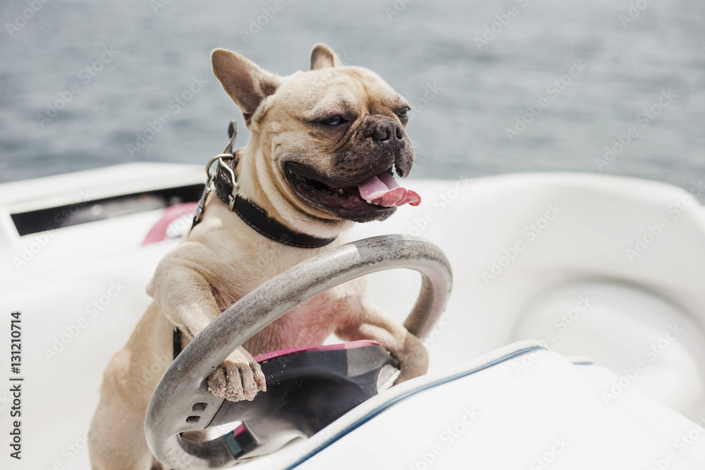 Behind the wheel of a high-speed boat sits a dog, french bulldog, put ...