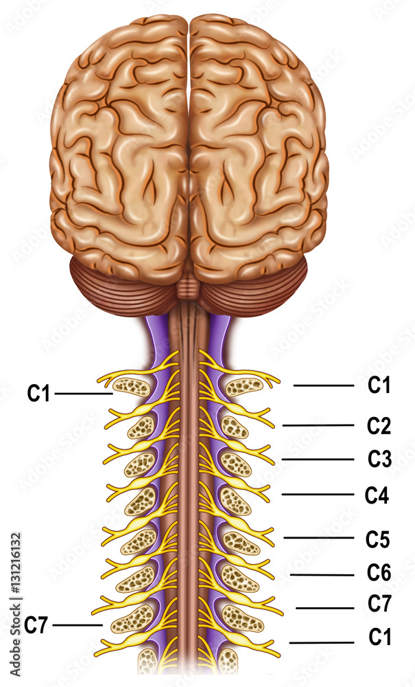 Vertebras y nervios plexo cervical Stock Illustration | Adobe Stock