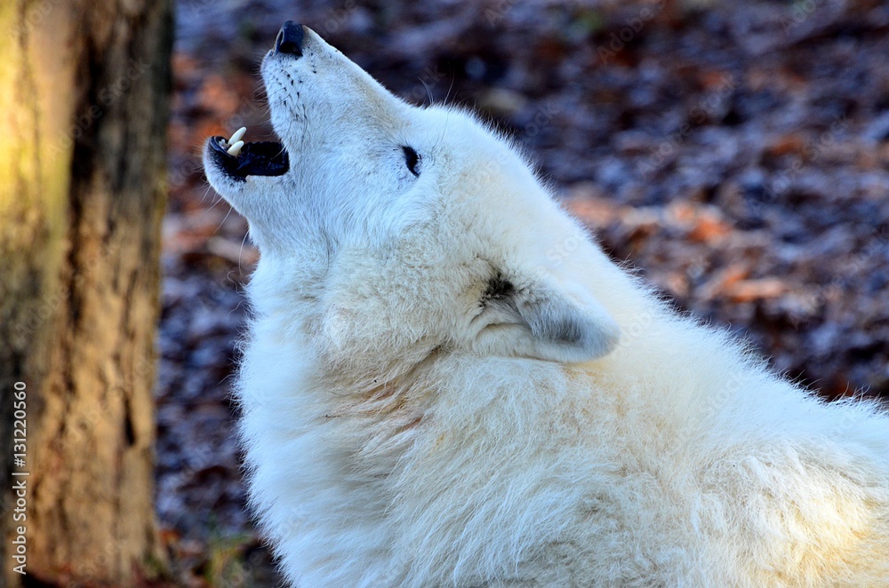 Polarwolf Stock-Foto | Adobe Stock