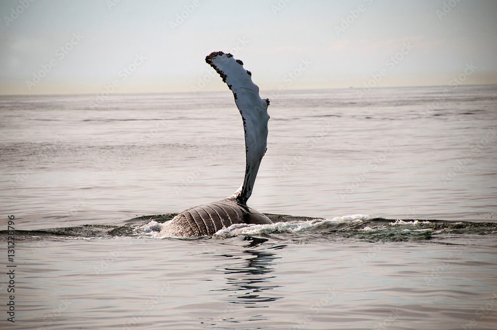 Humpback whale flipper on water surface, Provincetown, Massachusetts ...