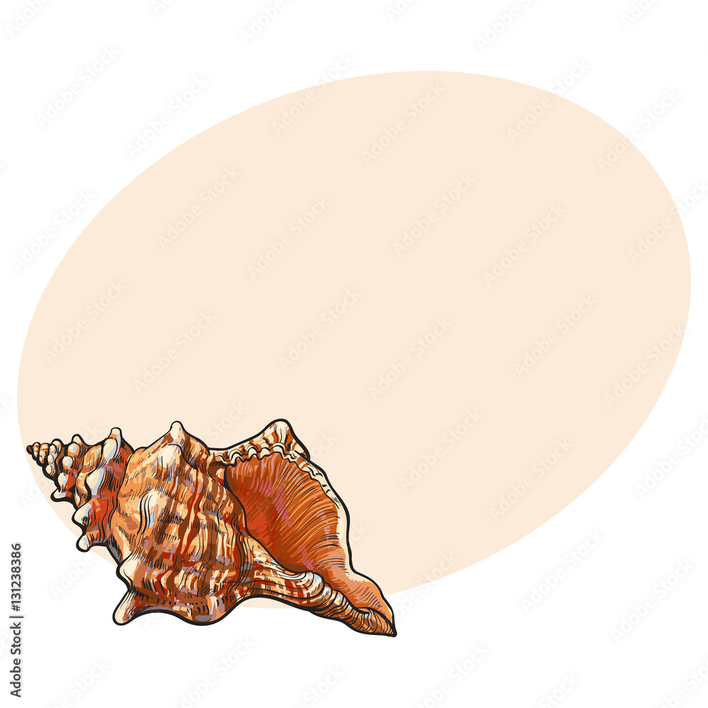 Colorful spiral conch sea shell, sketch style vector illustration ...