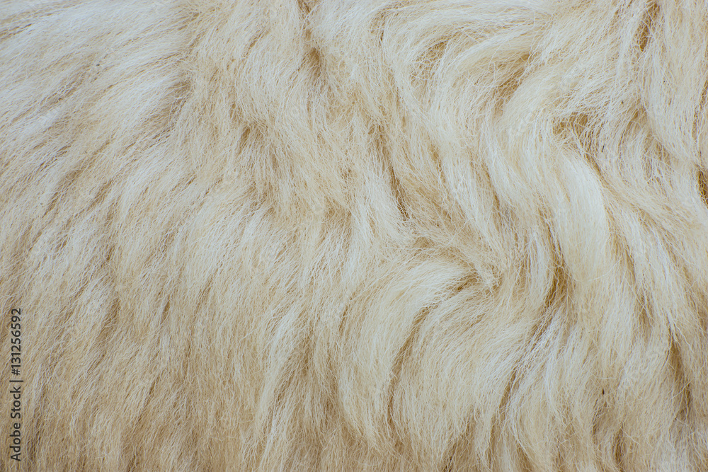 Sheep fur background or texture Stock Photo | Adobe Stock
