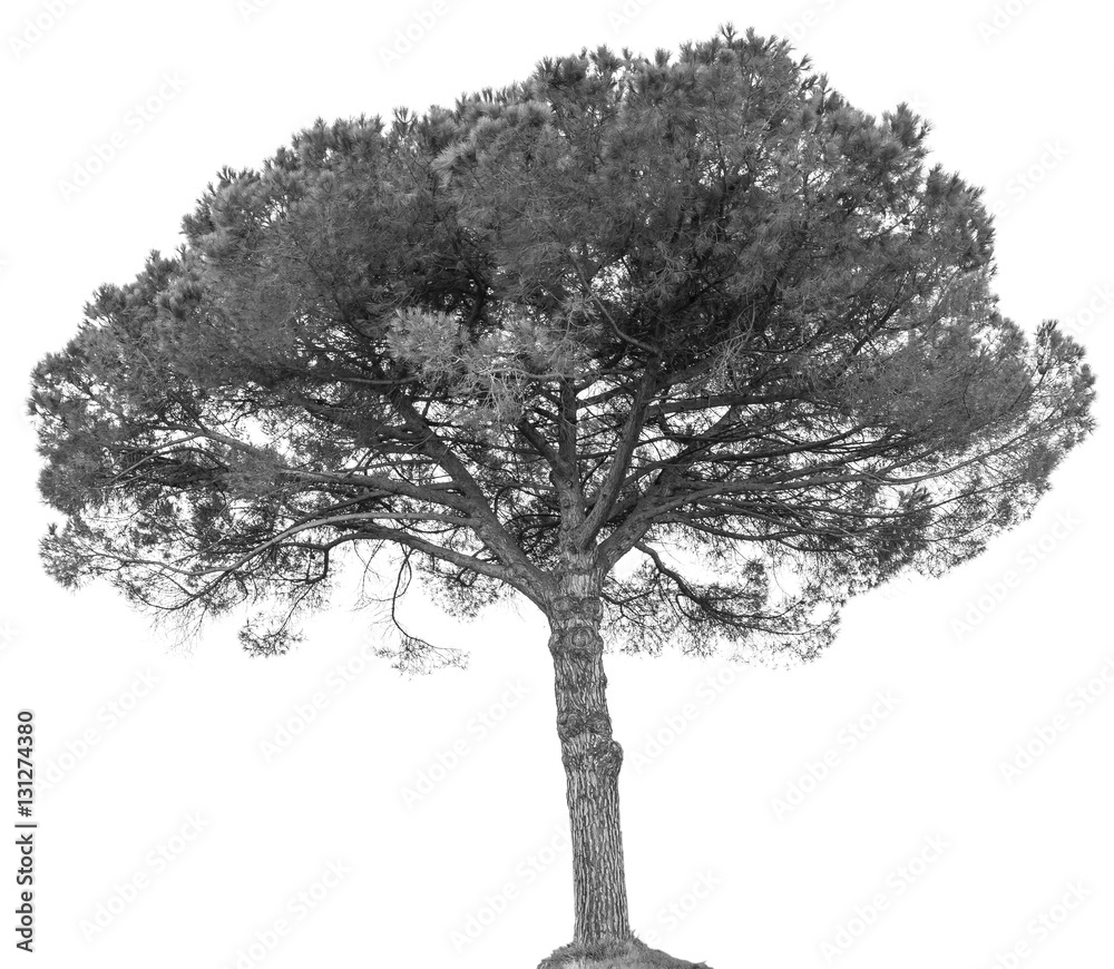 Dessins En Noir Et Blanc De Pins