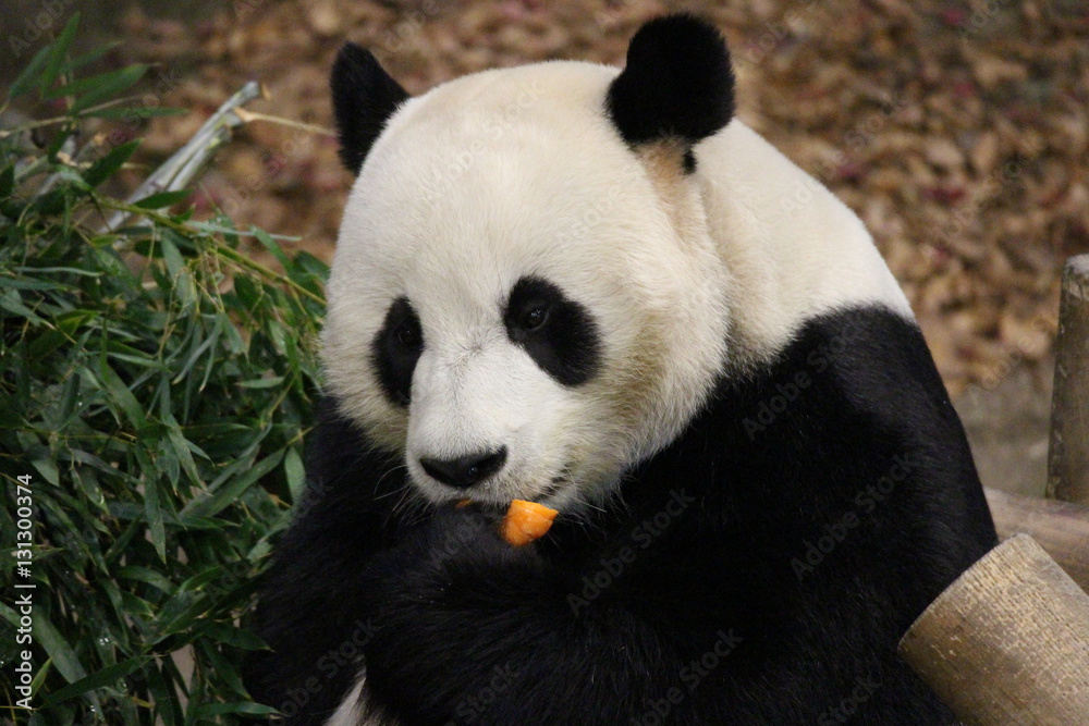 Panda in Korea Stock Photo | Adobe Stock