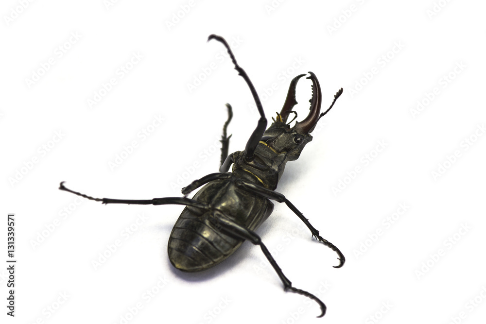 Bug lying on back isolated on white background Stock Photo | Adobe Stock