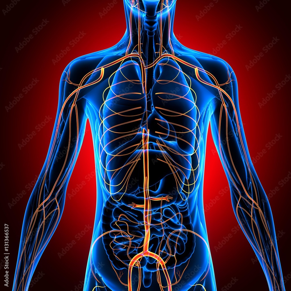 3d illustration human body Nervous System Stock Illustration | Adobe Stock
