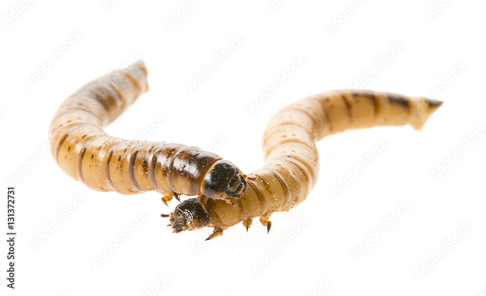 Zophobas atratus/ morio - meal worm isolated on white foto de Stock ...