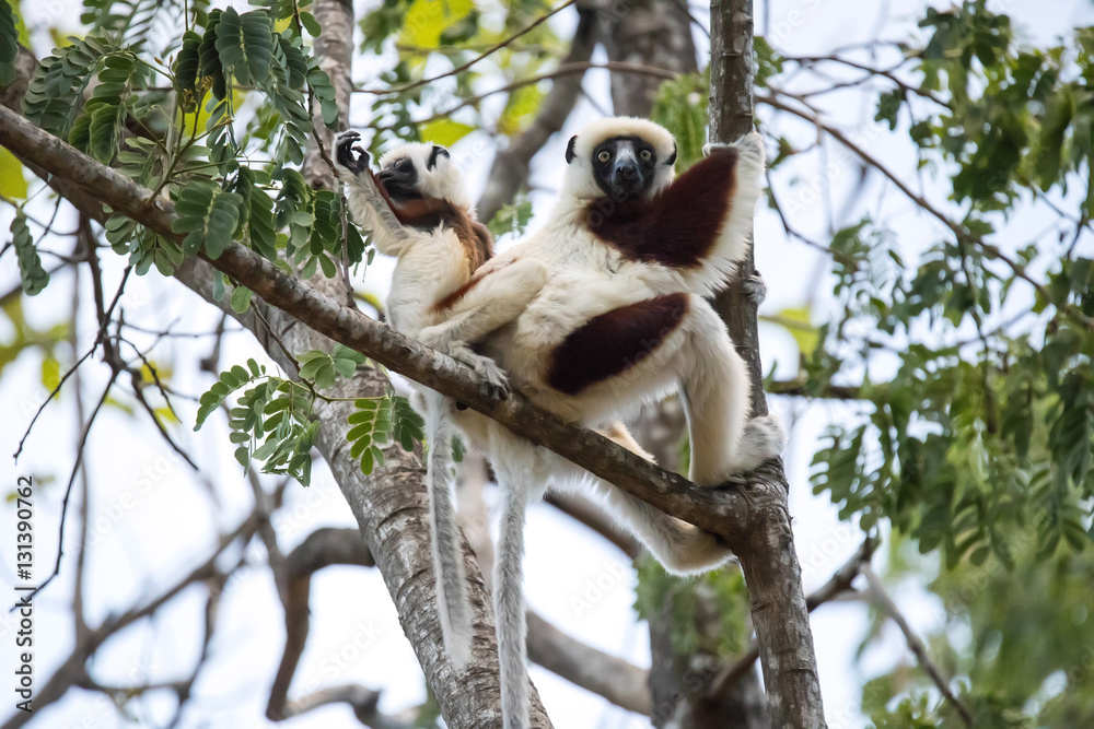 rare lemur Crowned Sifaka, Propithecus Coquerel, a female with a cub ...