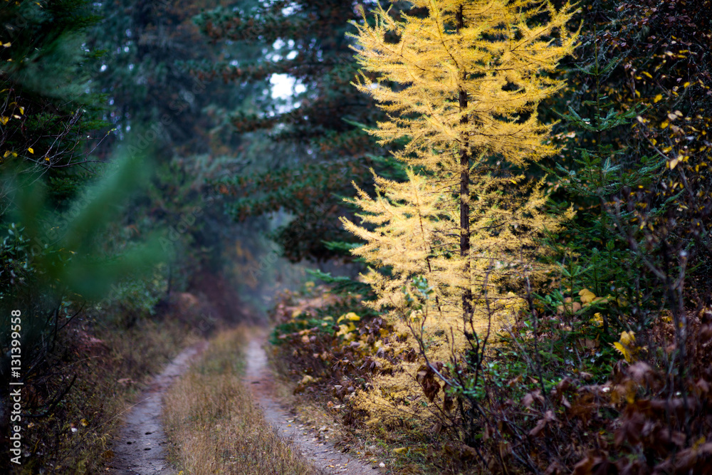 Poster tamarack tree turning – Wall Art | UkPosters