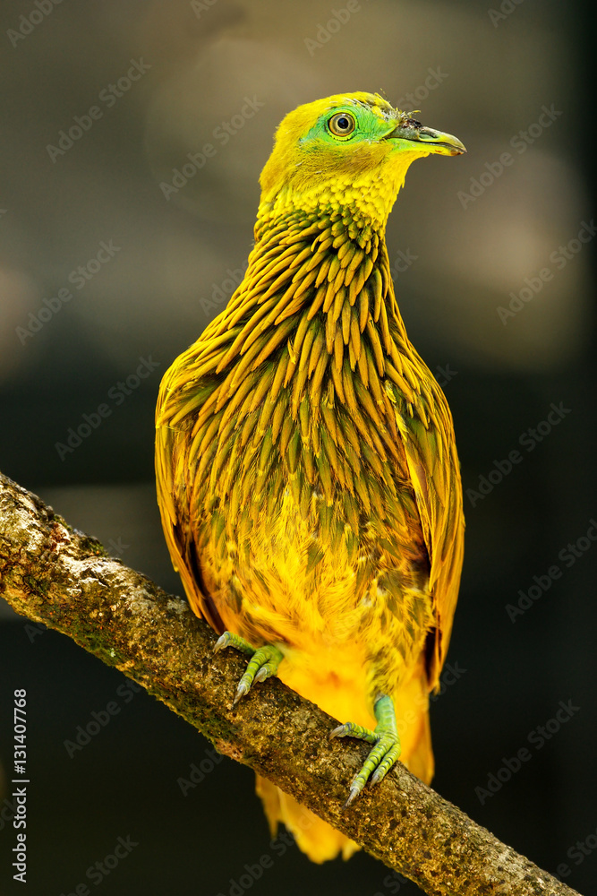 Golden dove sitting on a tree, Viti Levu Island, Fiji Stock Photo ...