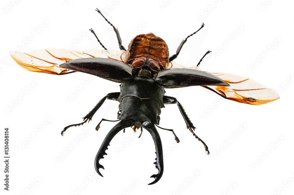 stag beetle isolated on white background Stock Photo | Adobe Stock