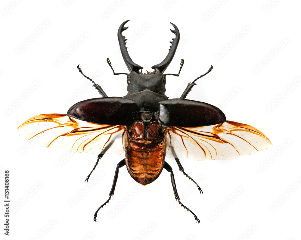 stag beetle isolated on white background Stock Photo | Adobe Stock