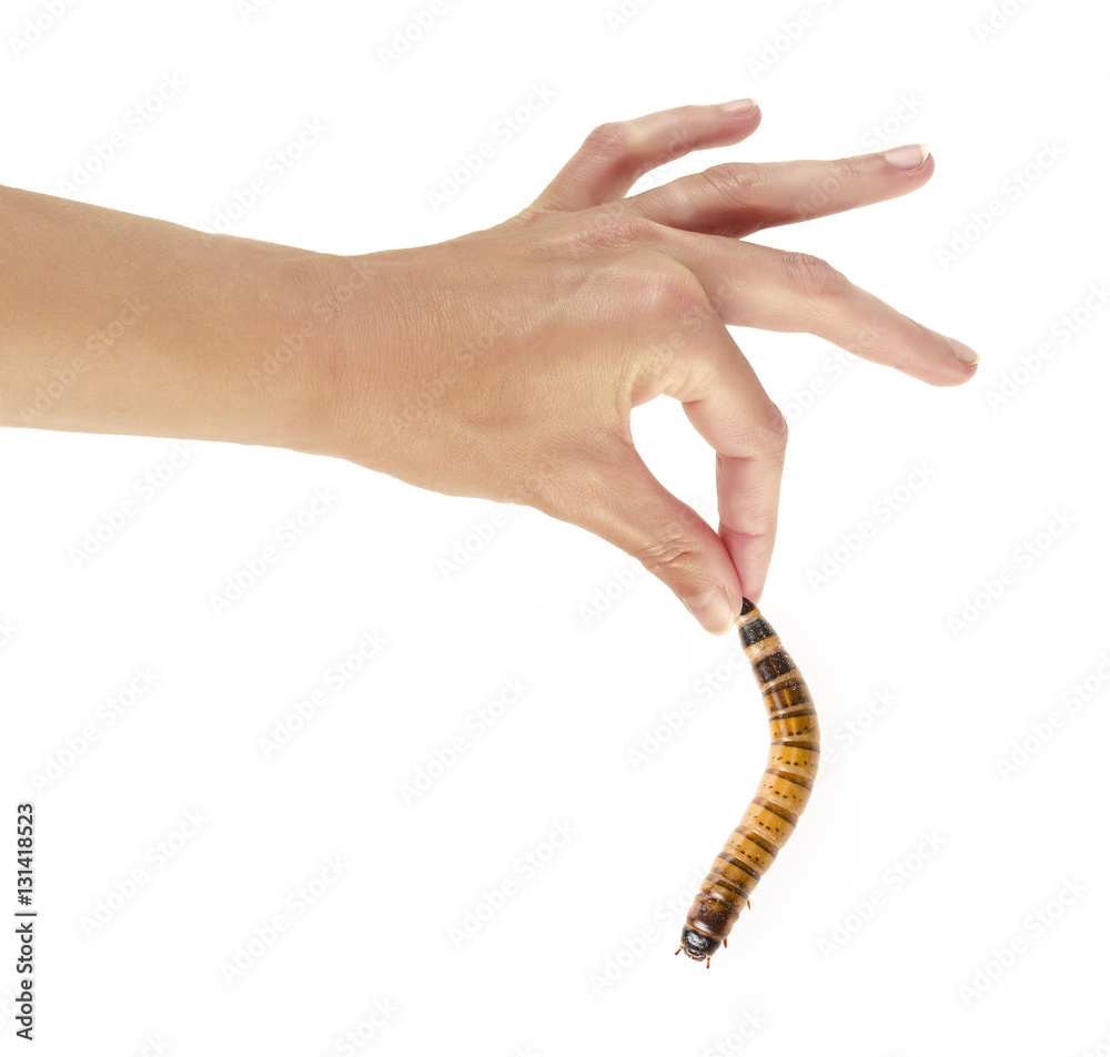 a hand holding an ugly worm Stock Photo | Adobe Stock