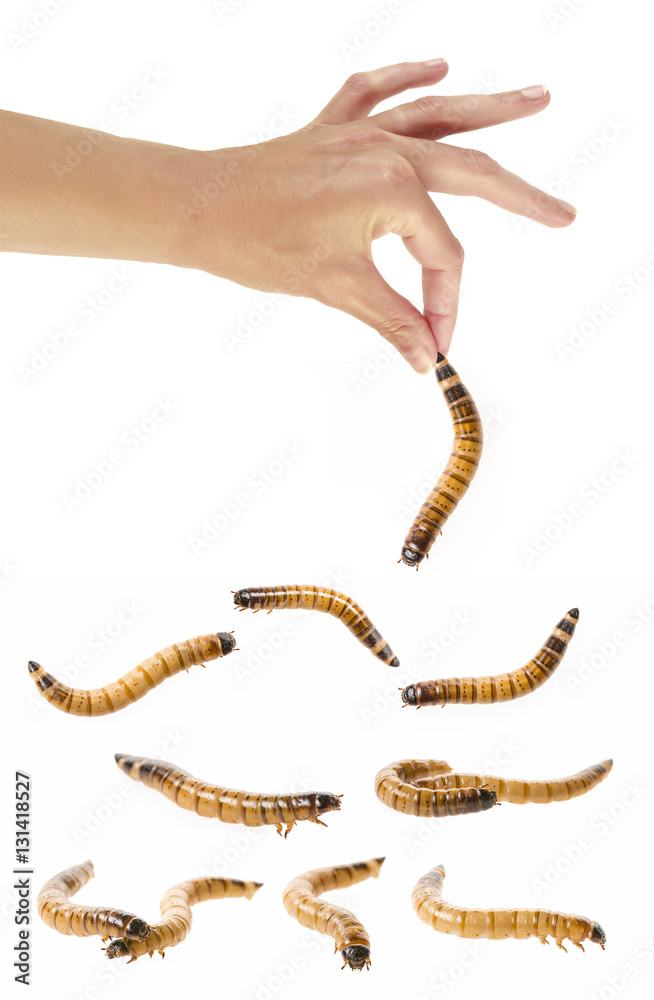 a hand holding an ugly worm Stock Photo | Adobe Stock