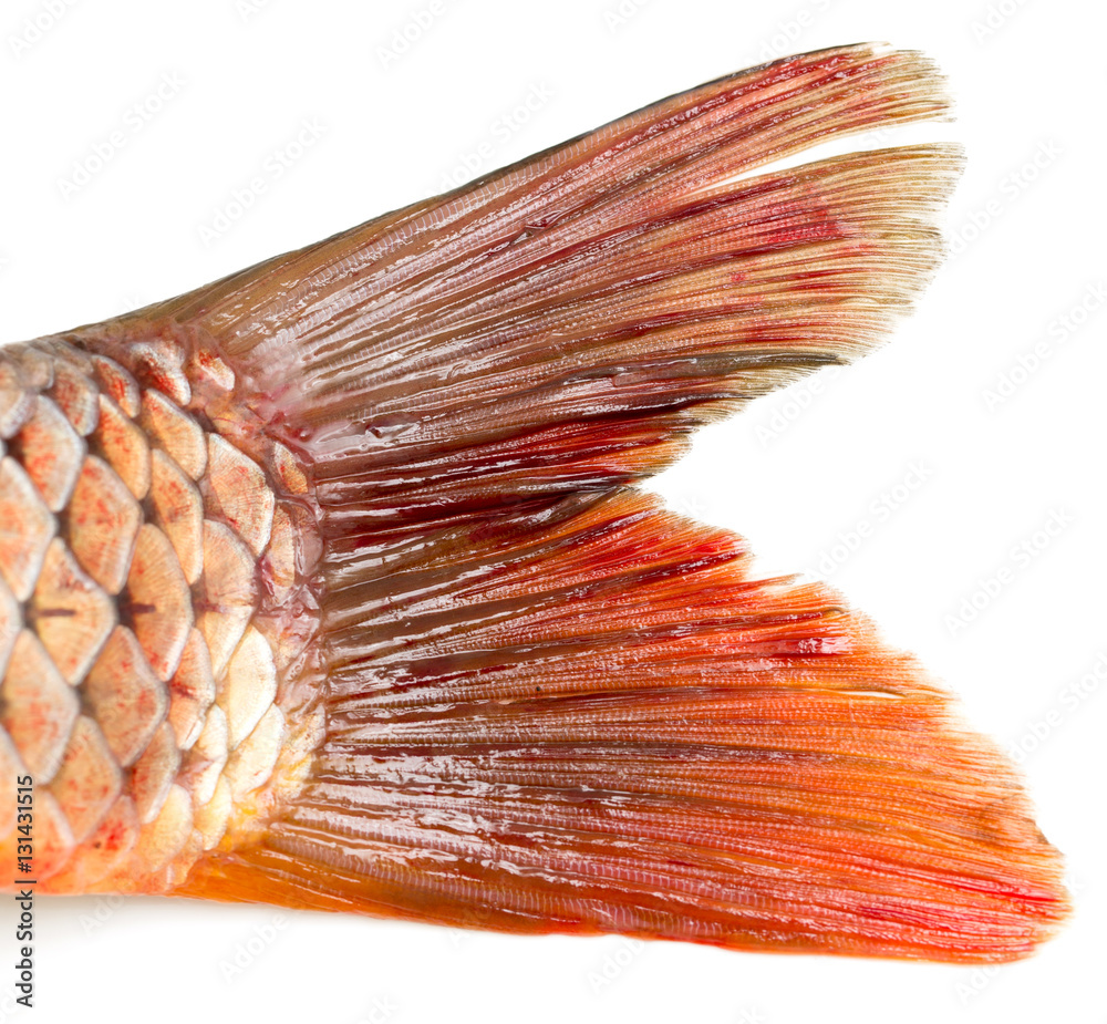 fish tail on a white background Stock Photo | Adobe Stock