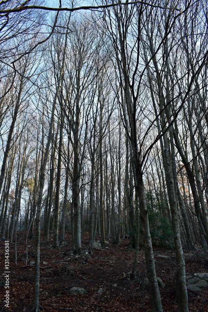 Bosque en invierno, árboles sin hojas Stock-Foto | Adobe Stock