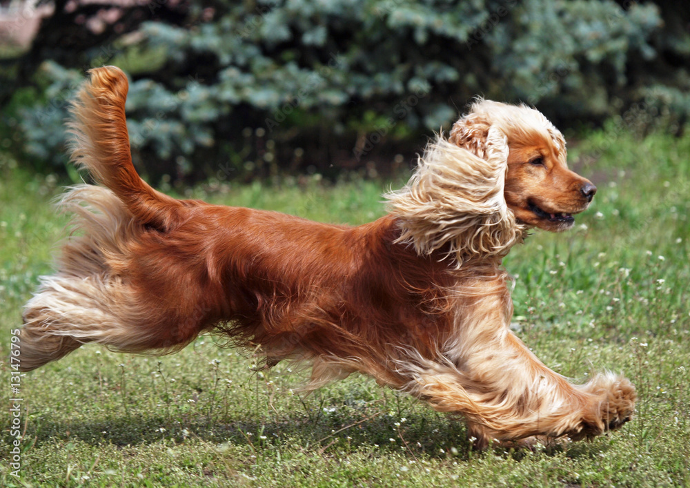 Can You Run With A Cocker Spaniel