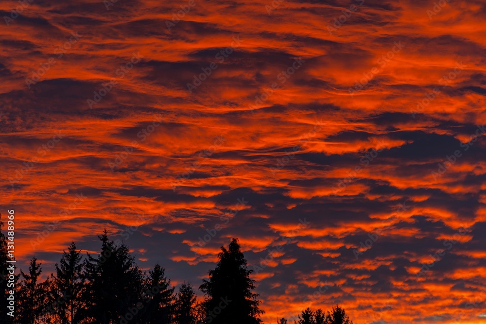 Fire in the sky over the forest. Background of the blood red evening ...