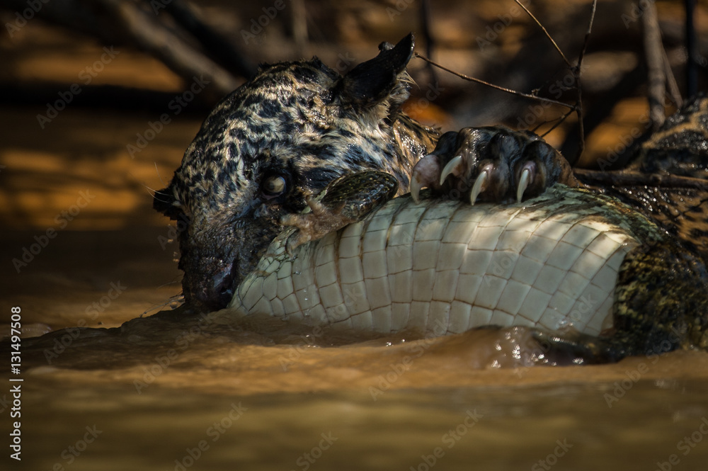 Poster Jaguar killing caiman in water – Wall Art | UkPosters