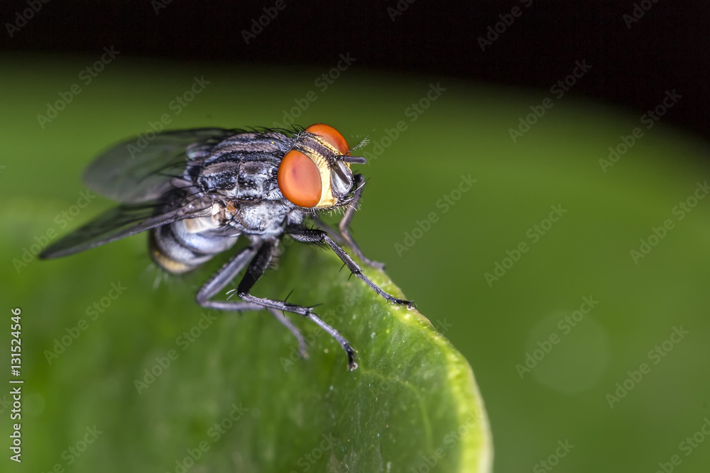 Fly red eyes on leaf extreme closeup photo - Fly red eyes macro photo ...