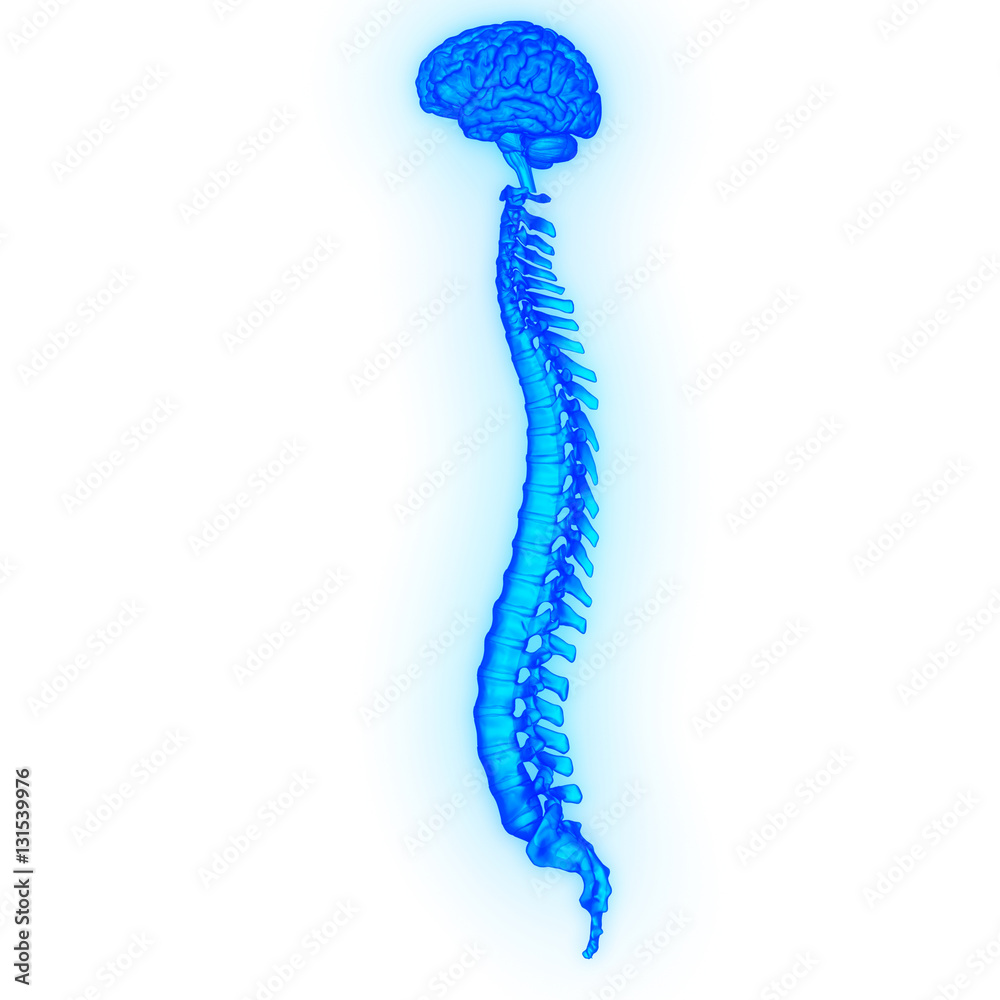 Brain With Spinal Cord Anatomy Stock Illustration | Adobe Stock