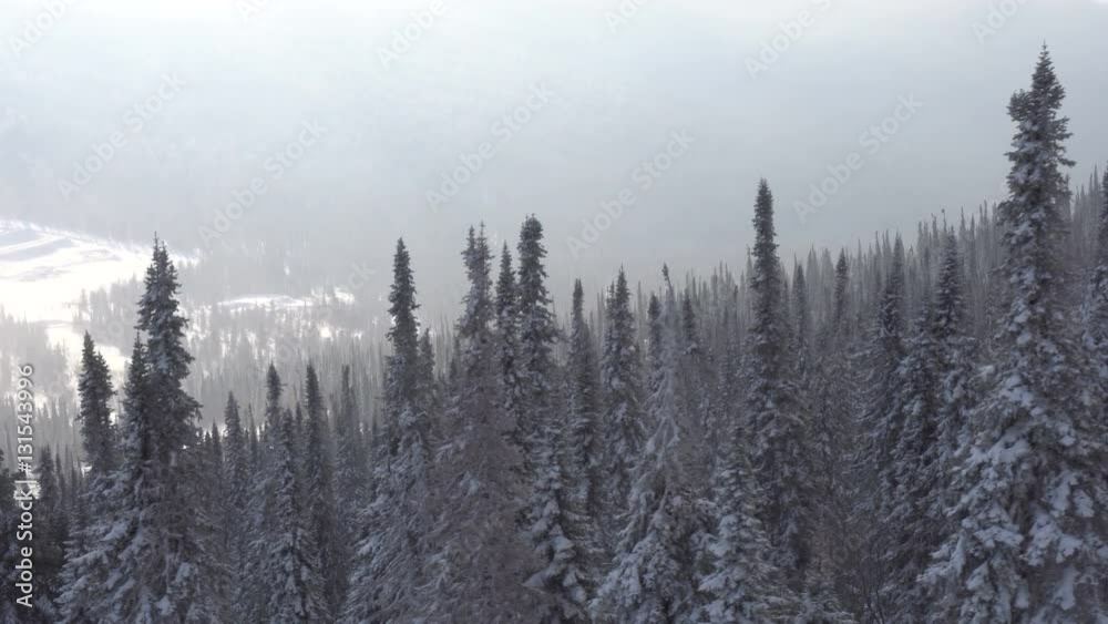 Snow-covered frozen forest with trees at the top of snow mountain ...