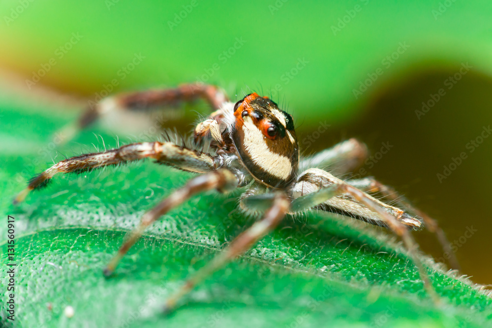 Male Two-striped Jumping Spider (Telamonia dimidiata, Salticidae ...