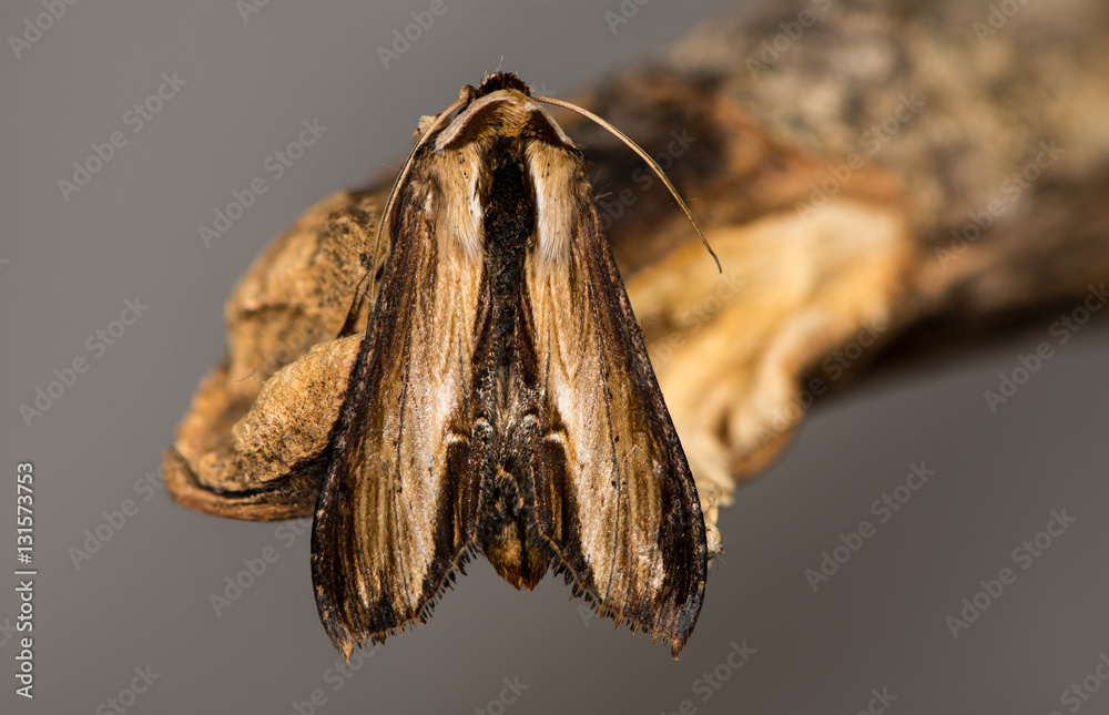 The mullein moth (Cucullia verbasci) dorsal view. A moth in the family ...