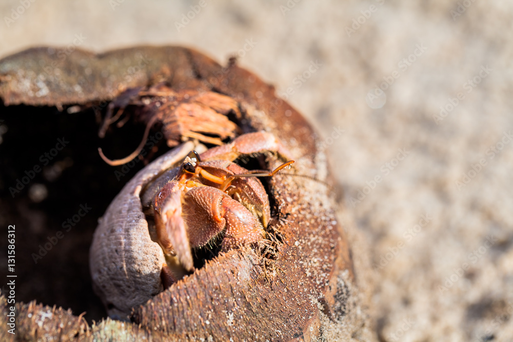 hermit crab on the beach a head popped out of the shell for walk Stock ...