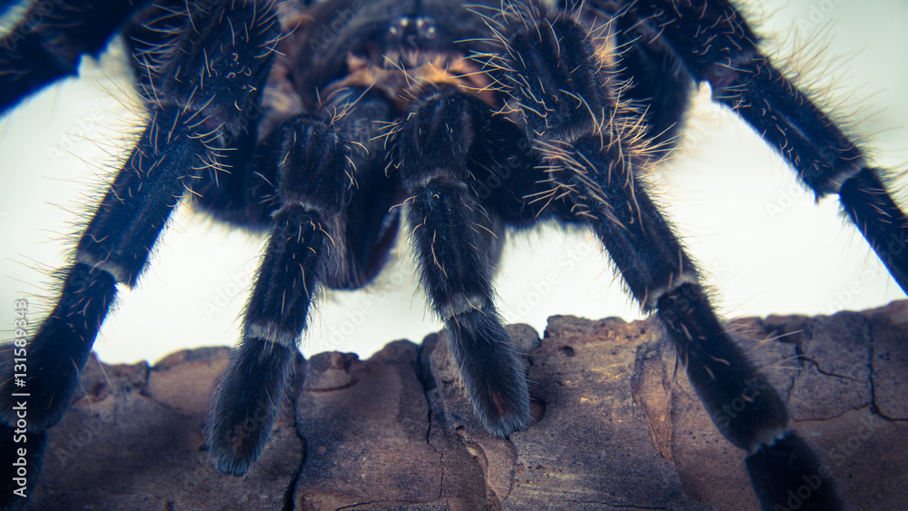 Closeup of mexican spider -tarantula (brachypelma albopilosum) Stock ...