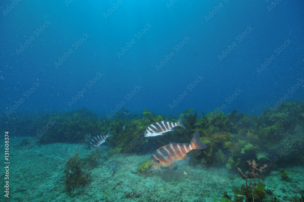 Group of red moki Cheilodactylus spectabilis digging in flat bottom for ...