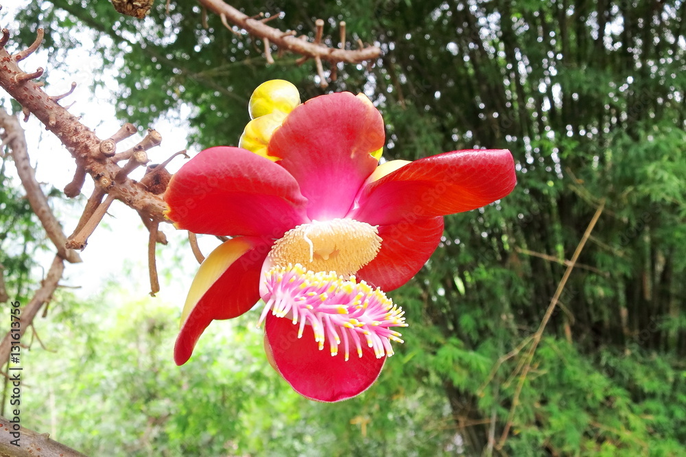 Sara tree with bloom Sara flower. Sara is a flower of Buddha.Selective ...