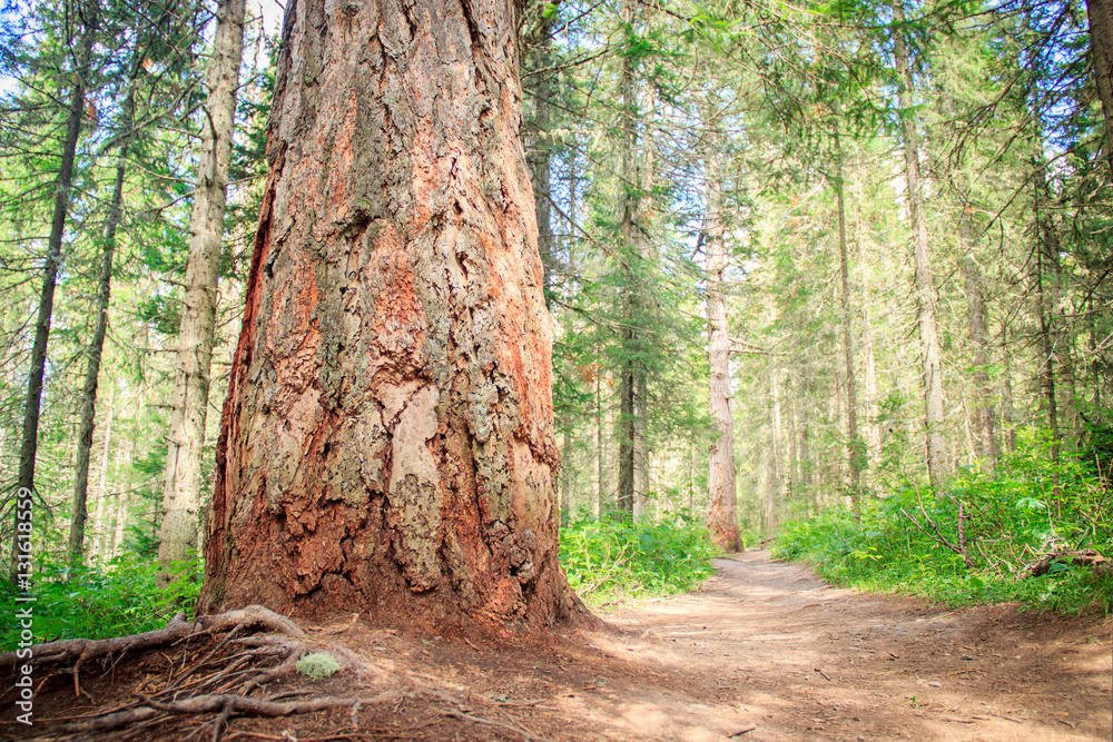 Pathway in pinery in a national park. Big trunk of an old pine tree ...
