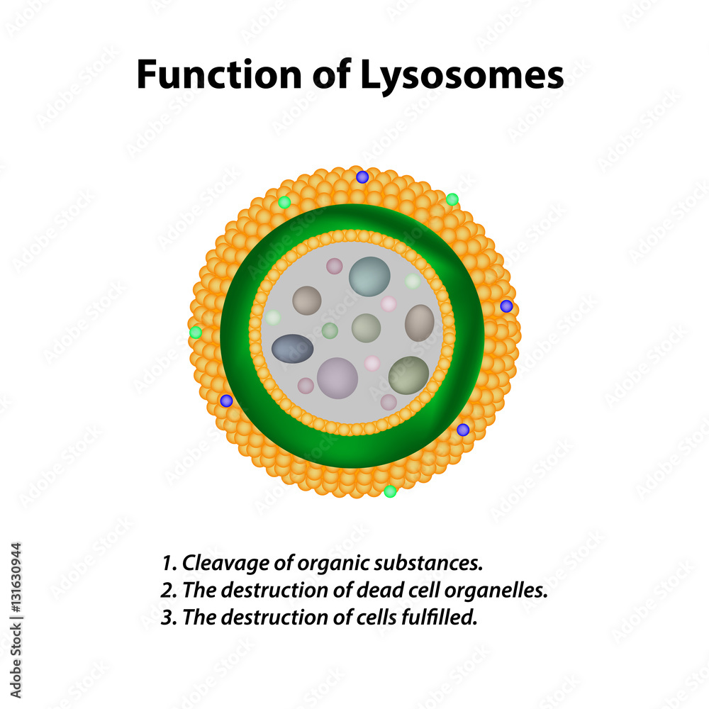 Structure and function of lysosomes. Infographics. Vector illustration ...