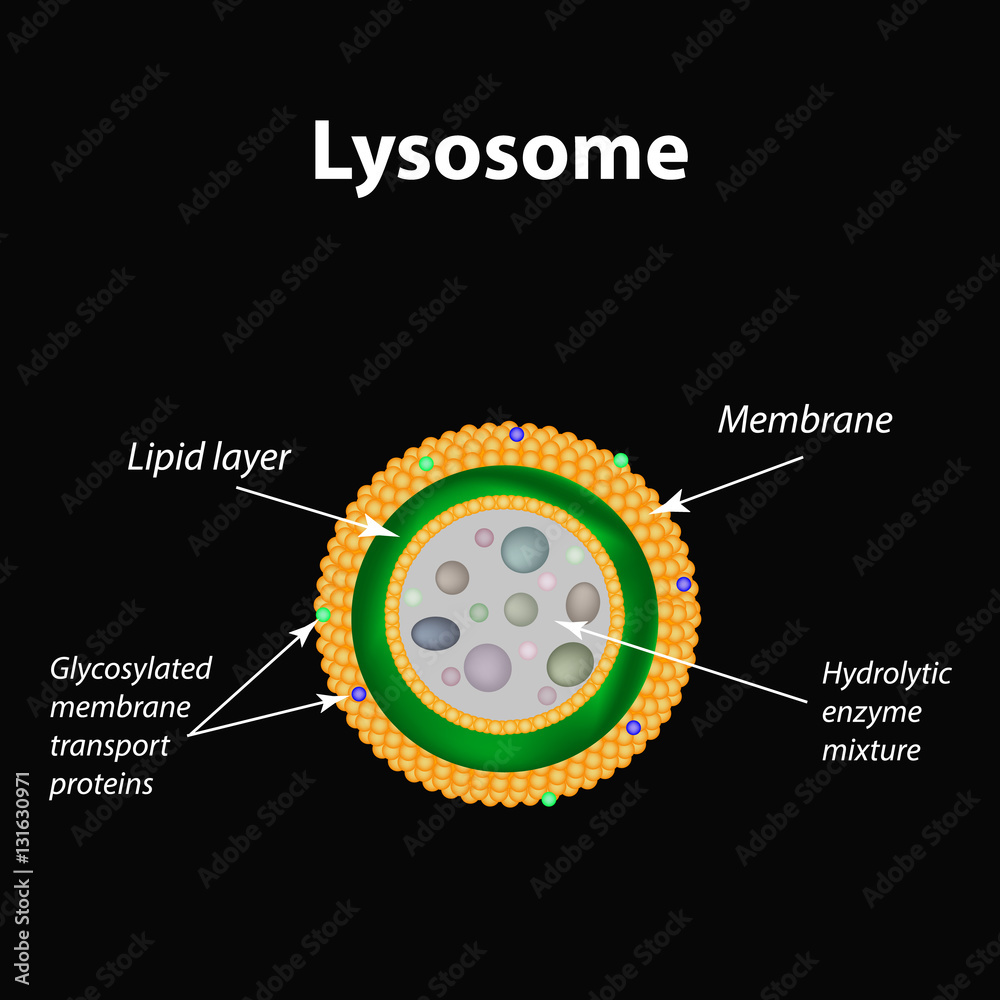 The structure of lysosomes. Infographics. Vector illustration Stock ...