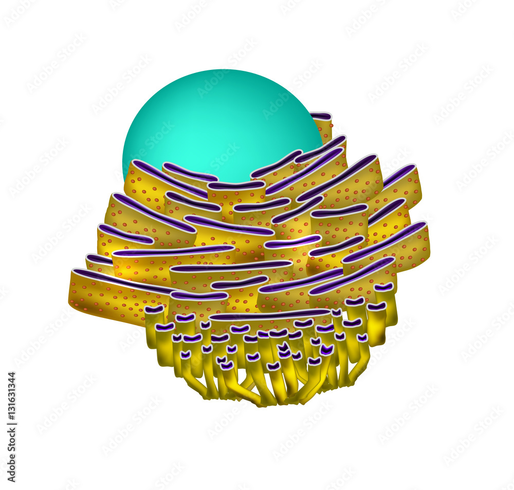 Endoplasmic reticulum structure. Infographics. Vector illustration on ...
