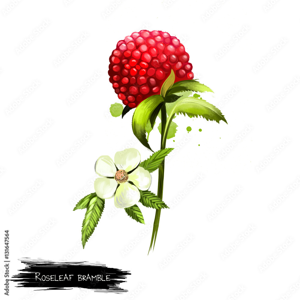Roseleaf bramble fruit, leaf and flower isolated on white. Rubus ...