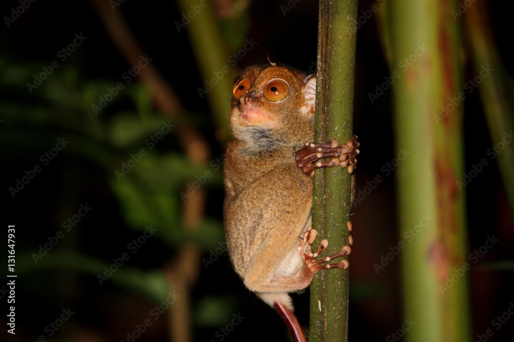 Western Tarsier (Tarsius bancanus) in Borneo, Malaysia Stock 写真 | Adobe ...