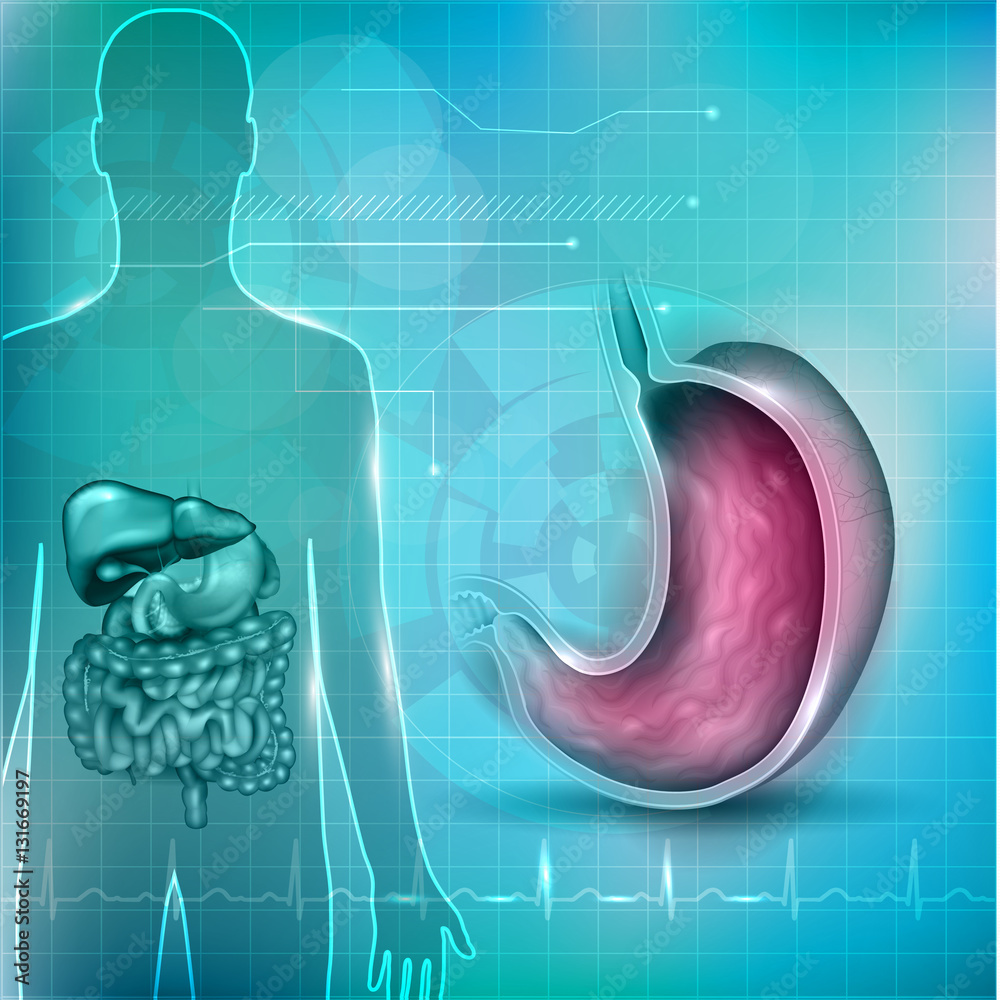 Stomach cross section anatomy and surrounding organs and normal ...