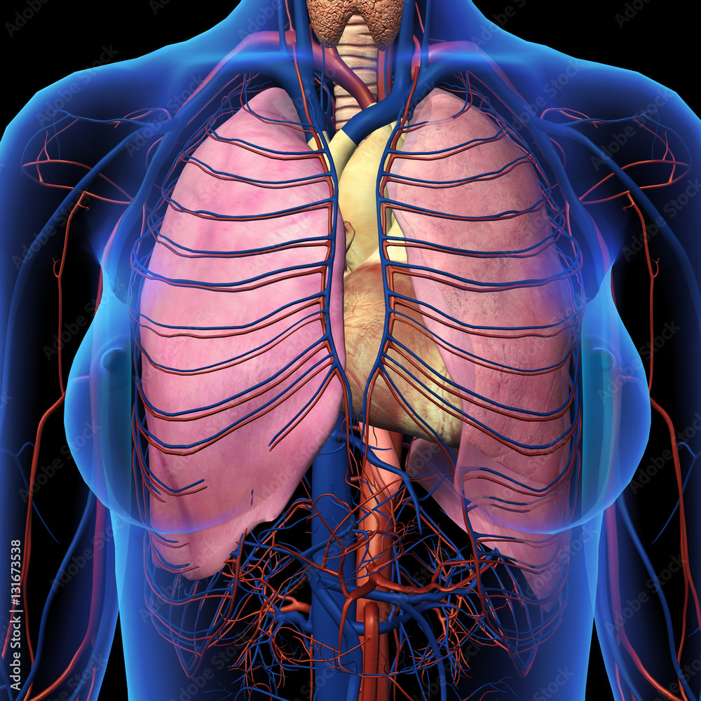 Woman Anatomy Chest