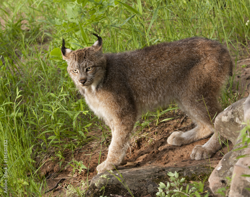 Lynx with Ear Tufts Prominently Showing Stock Photo | Adobe Stock