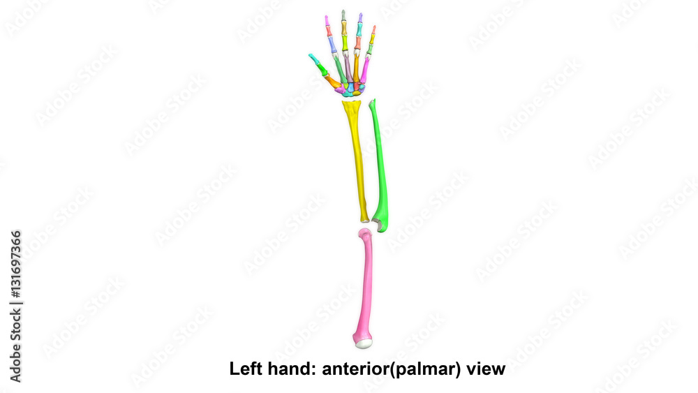 Left Hand full anterior(palmer) view Stock Illustration | Adobe Stock