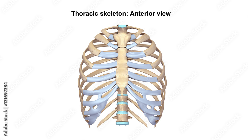 Thoracic Skeleton Anterior view Stock Illustration | Adobe Stock