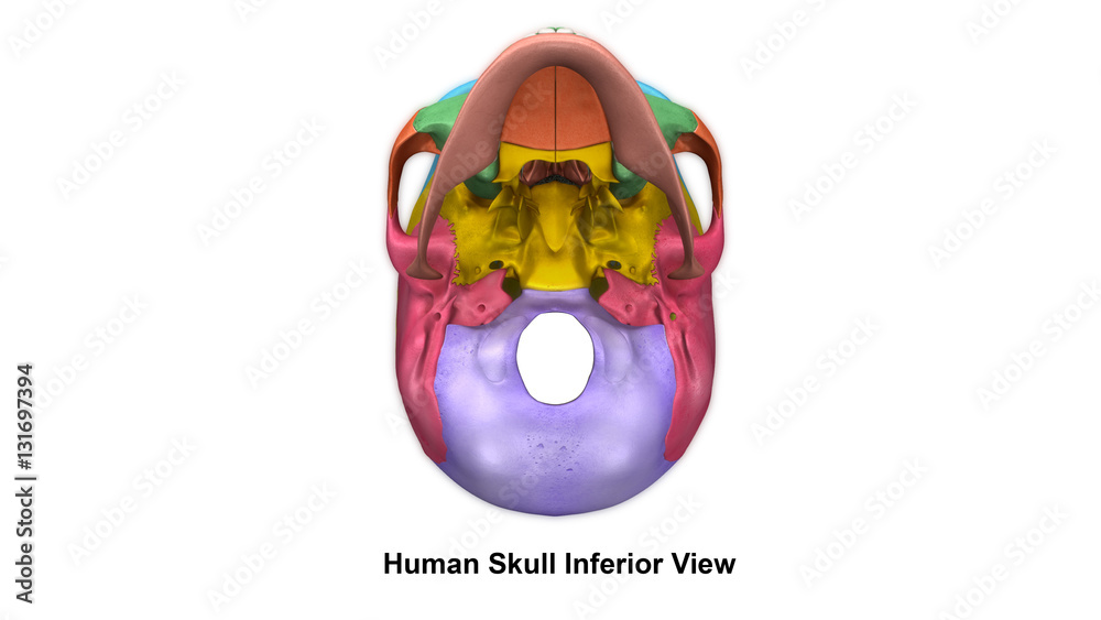 Human Skull_Inferior view. Stock Illustration | Adobe Stock