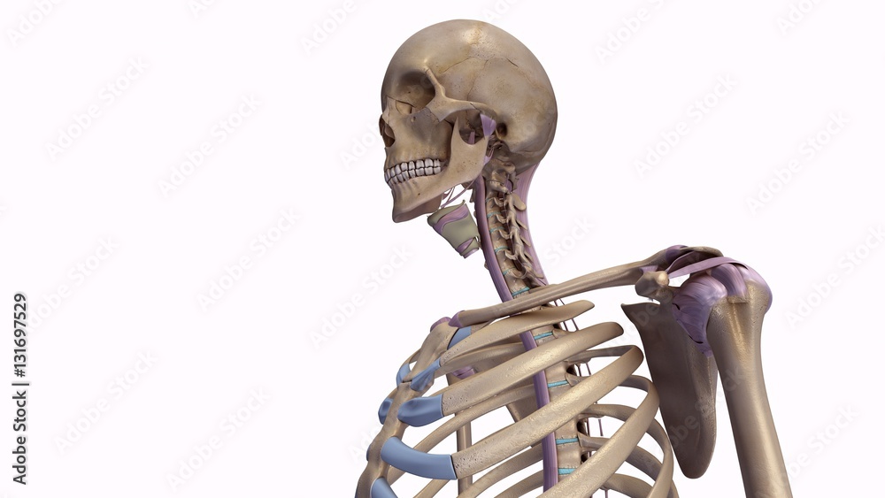 Skeleton with ligaments Stock Illustration | Adobe Stock