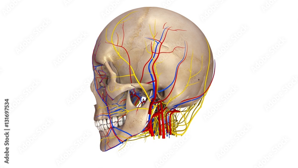 Skull with blood vessels and Nerves lateral view Stock Illustration ...